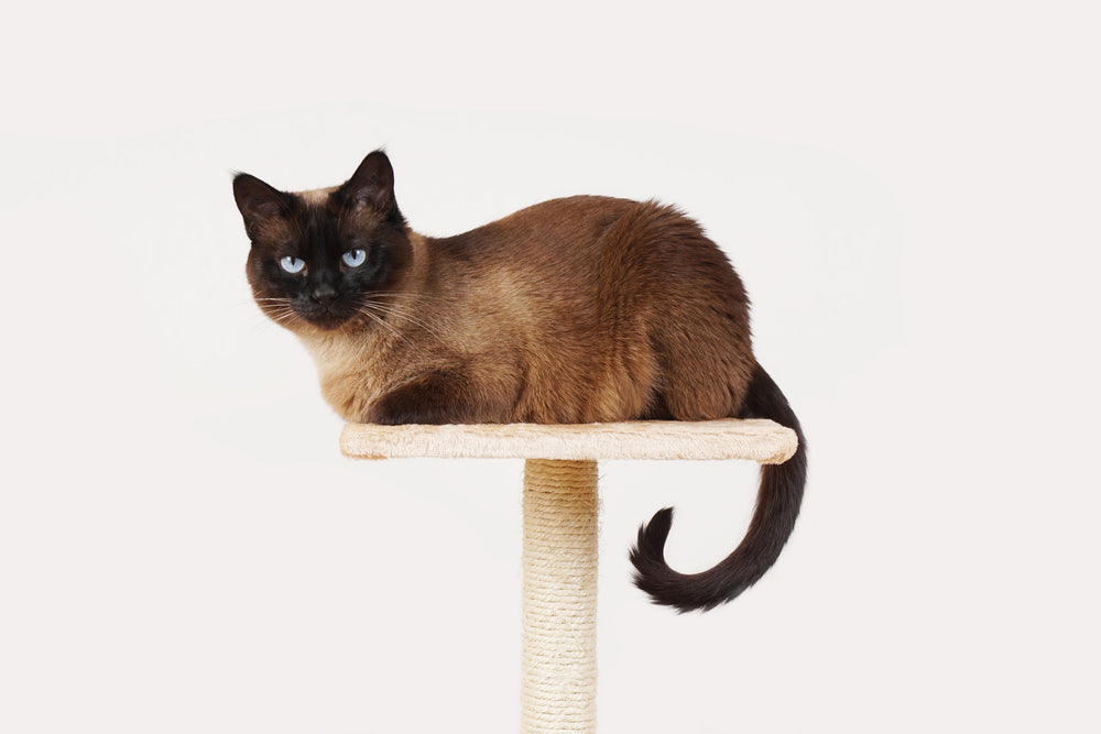 Cat Tree Buying Guide: How to Choose the Right One – Pippa and Max's